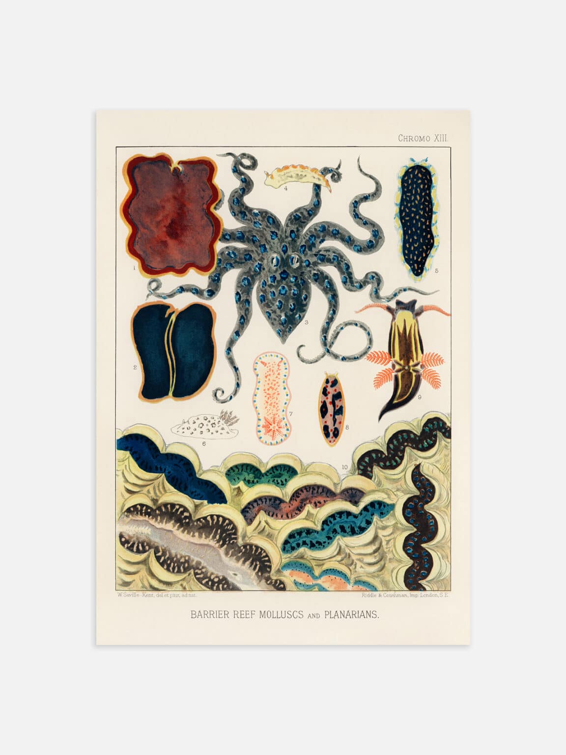 Great Barrier Reef Molluscs Print | This & That Art